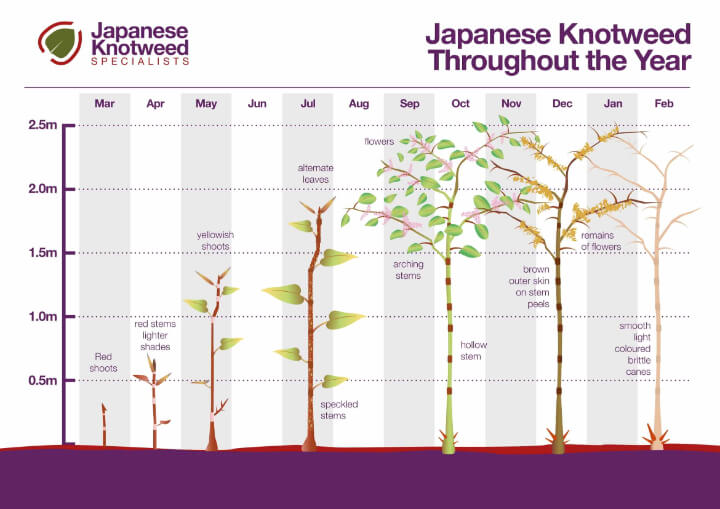 Japanese Knotweed Identification How To Identify Japanese Knotweed